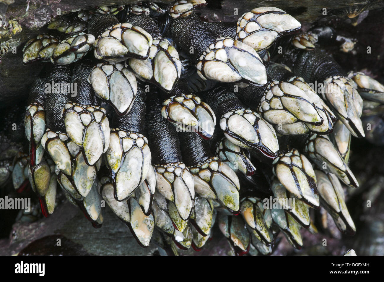 Pollicipes Cornucopia High Resolution Stock Photography and Images - Alamy