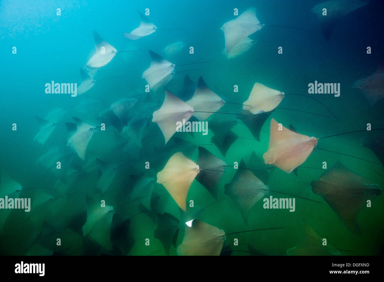 Cownose ray hi-res stock photography and images - Alamy