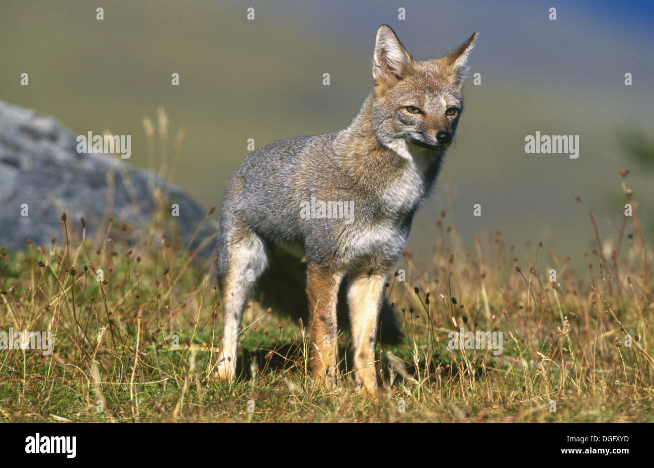 Dusicyon Griseus High Resolution Stock Photography and Images - Alamy