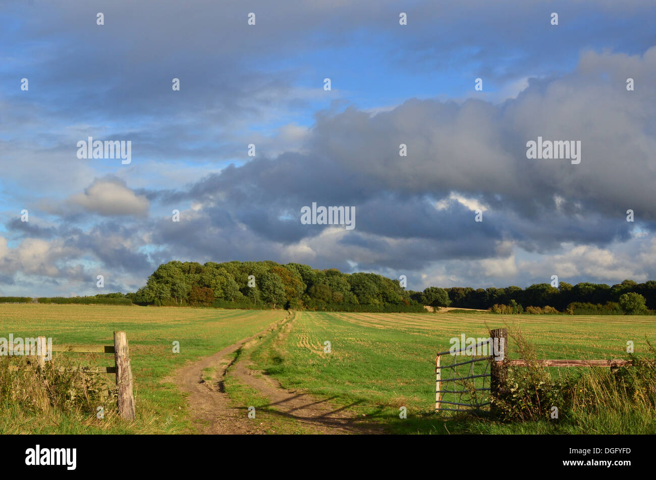 Farm land , field gate, Farm track and Coppice Stock Photo - Alamy