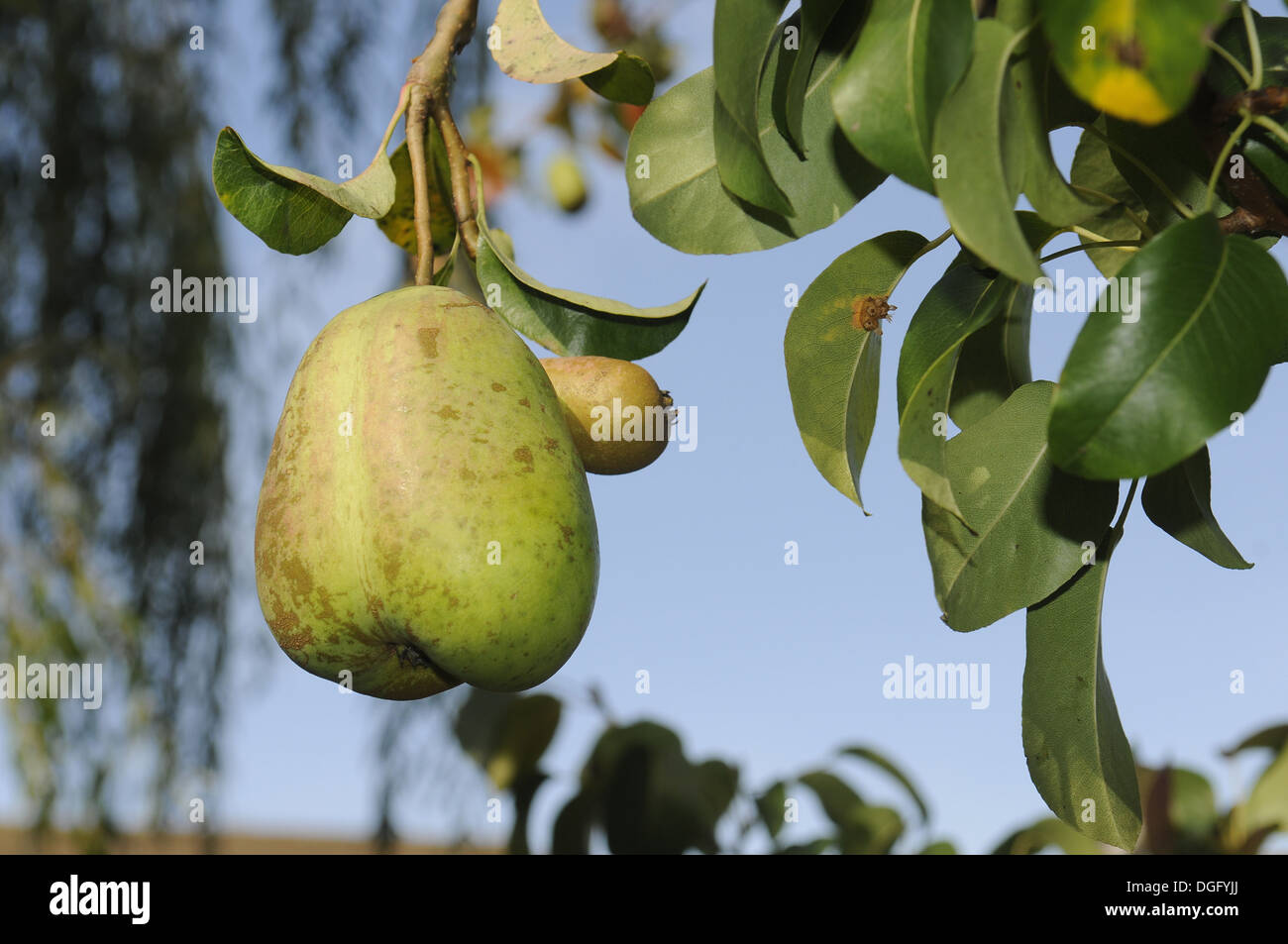 Pears hanging from a pear tree Stock Photo - Alamy