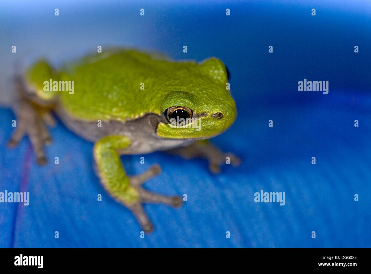 Rainette versicolore hi-res stock photography and images - Alamy