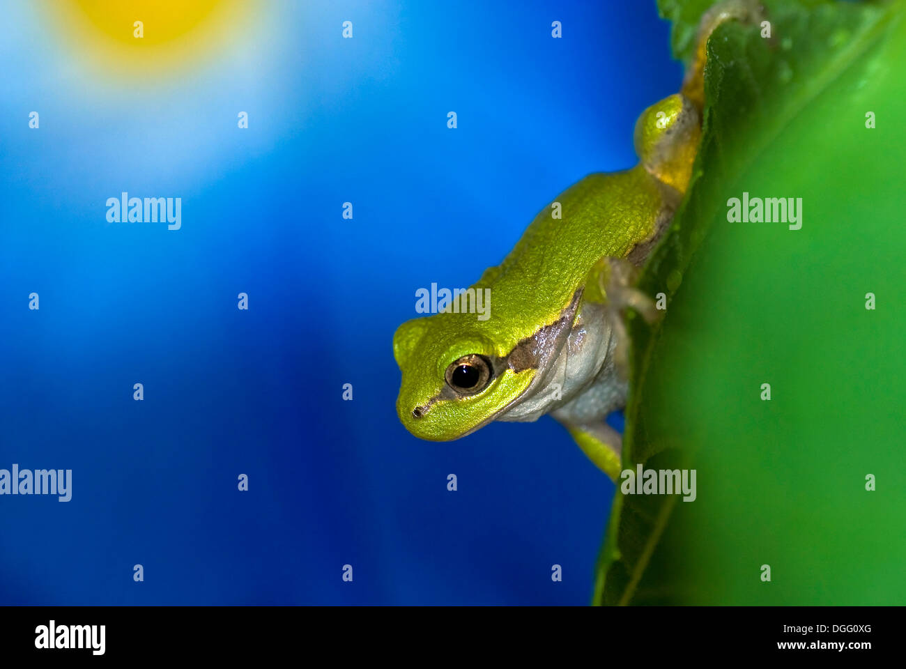 Gray tree frog portrait hi-res stock photography and images - Alamy