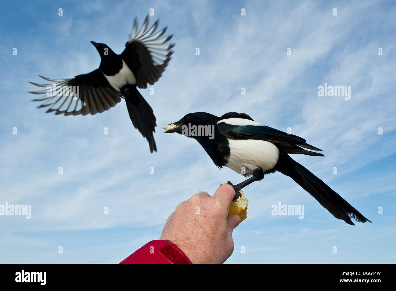 Black-billed Magpie (Pica pica) eating out of hand Stock Photo - Alamy