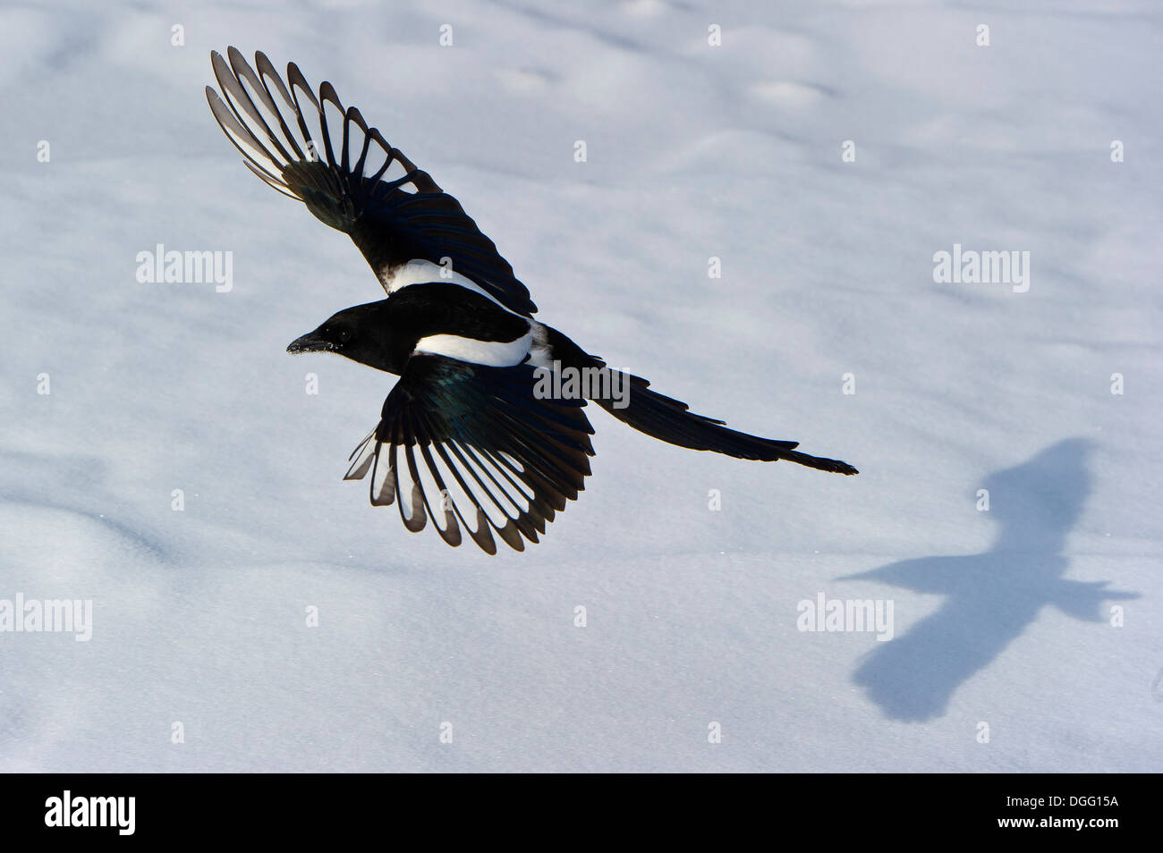 Black-billed Magpie and shadow on snow Stock Photo - Alamy