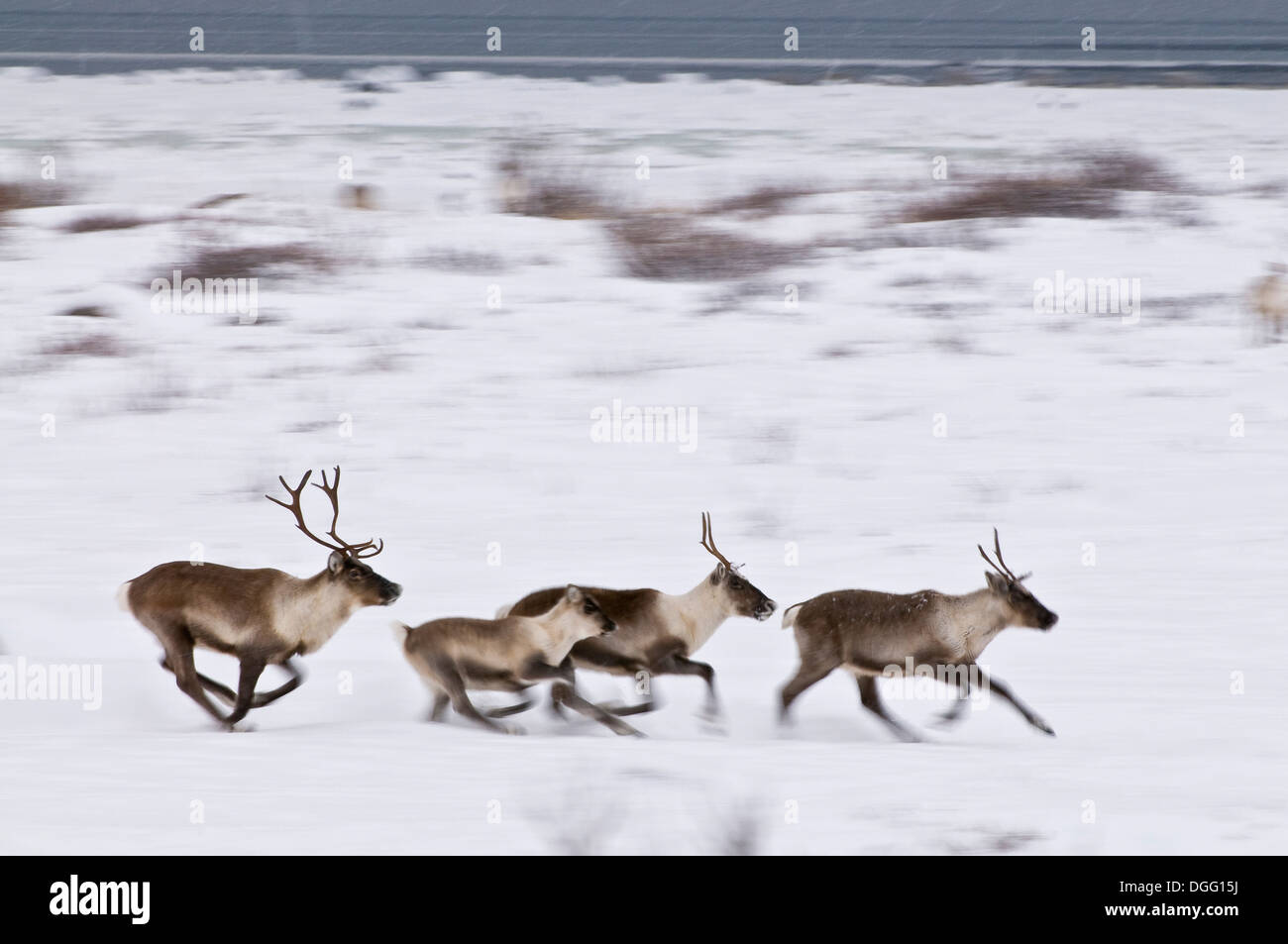 Group of caribou hi-res stock photography and images - Alamy