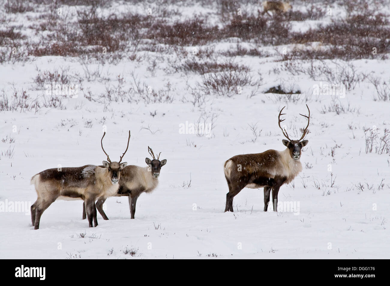 Caribou hi-res stock photography and images - Alamy