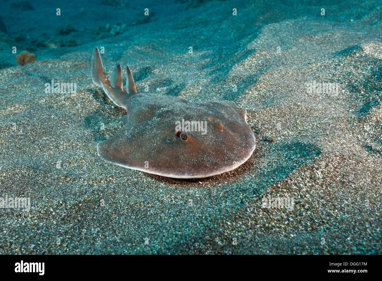 Juvenile Giant Electric Ray, Narcine entemedor, San Benedicto ...