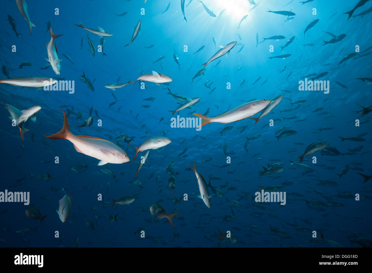 Pacific Creolefish, Paranthias colonus, Socorro, Revillagigedo Islands ...