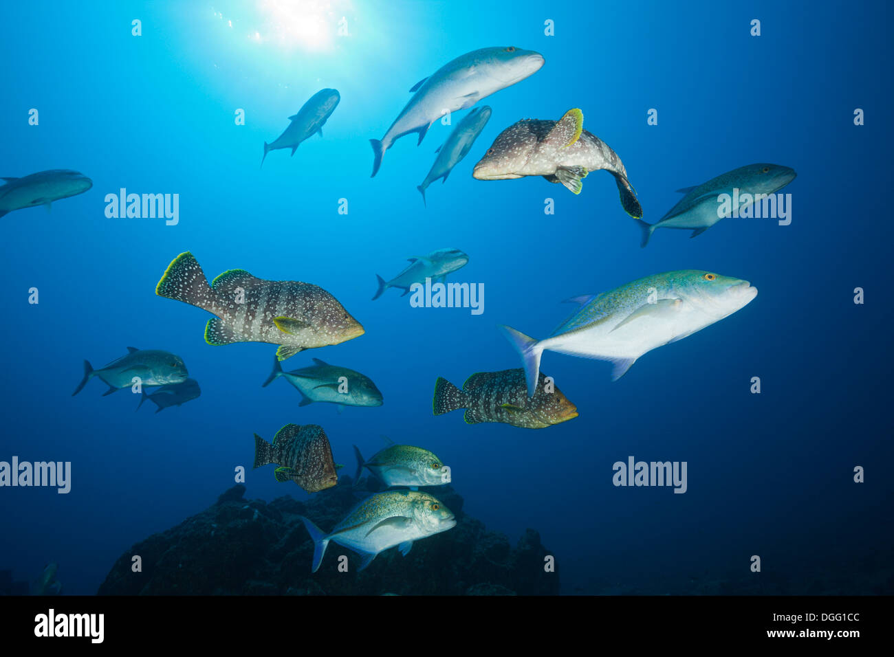 Bluefin Trevally Leather Bass hunting together Caranx melampygu ...