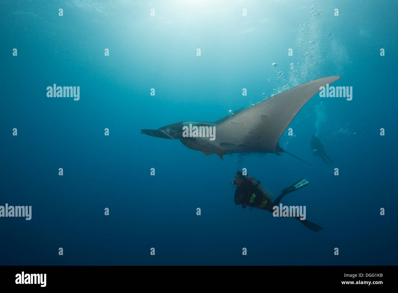 Manta ray diver hi-res stock photography and images - Alamy