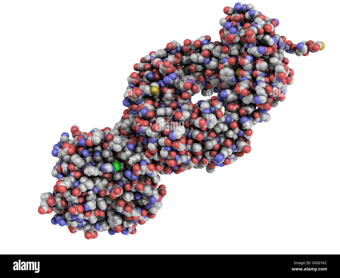 Chemical structure of prostate-specific antigen (PSA, gamma ...