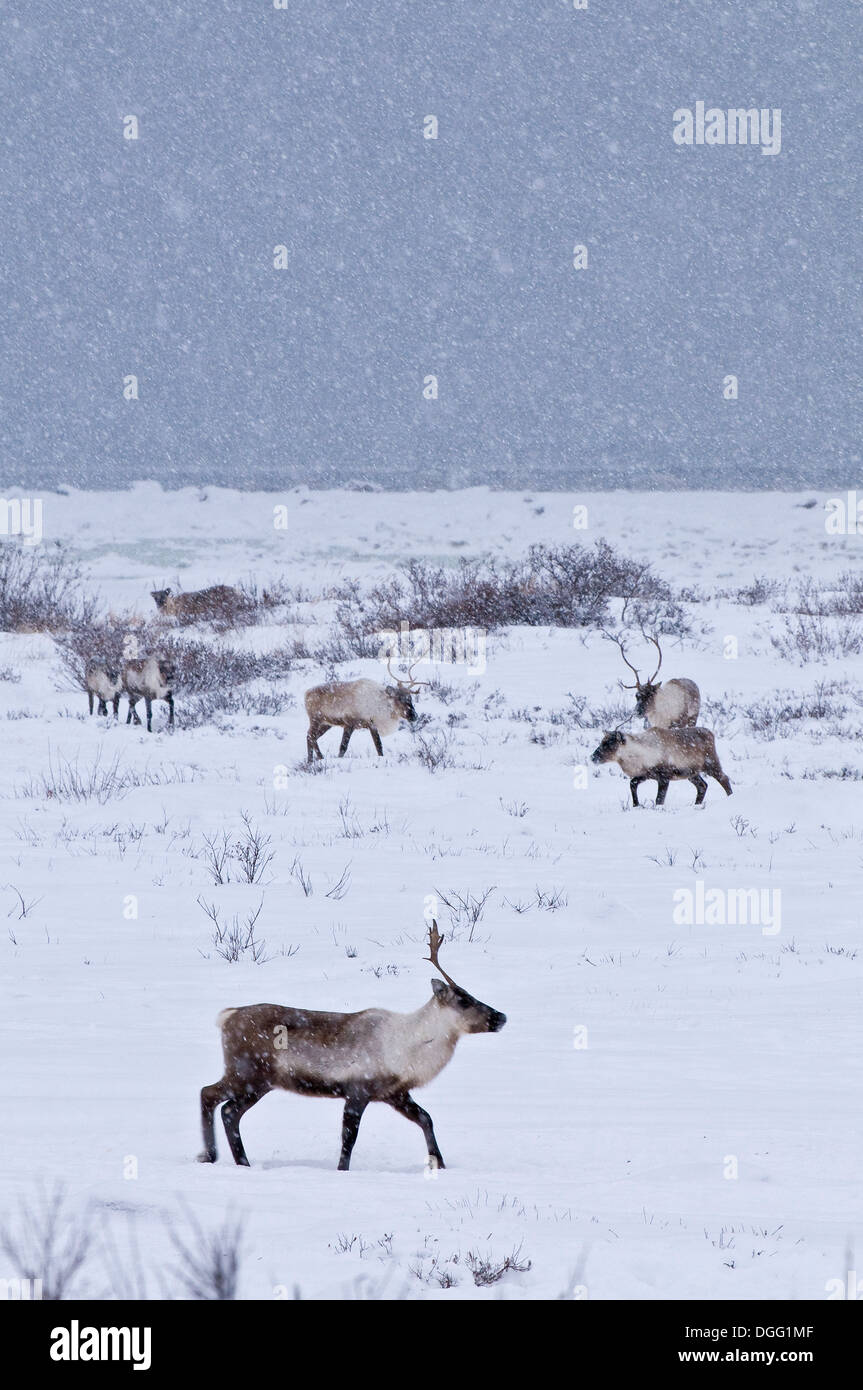 Caribous in winter landscape Stock Photo - Alamy