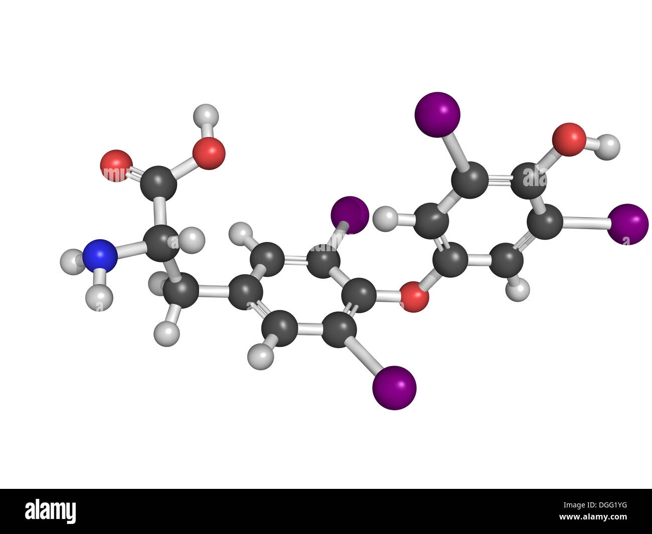 Thyroxine thyroid gland hormone molecule. Thyroxine is a thyroid gland ...
