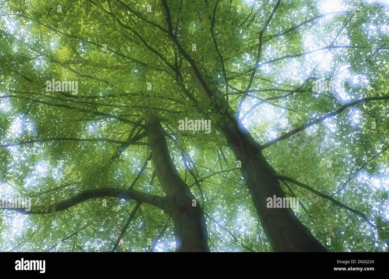 Beech trees (Fagus sylvatica). Bavaria. Germany Stock Photo - Alamy