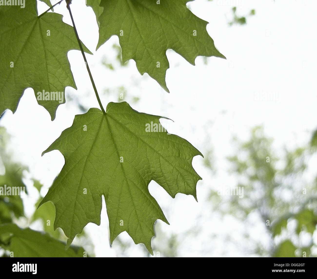 Maples acer sp hi-res stock photography and images - Alamy