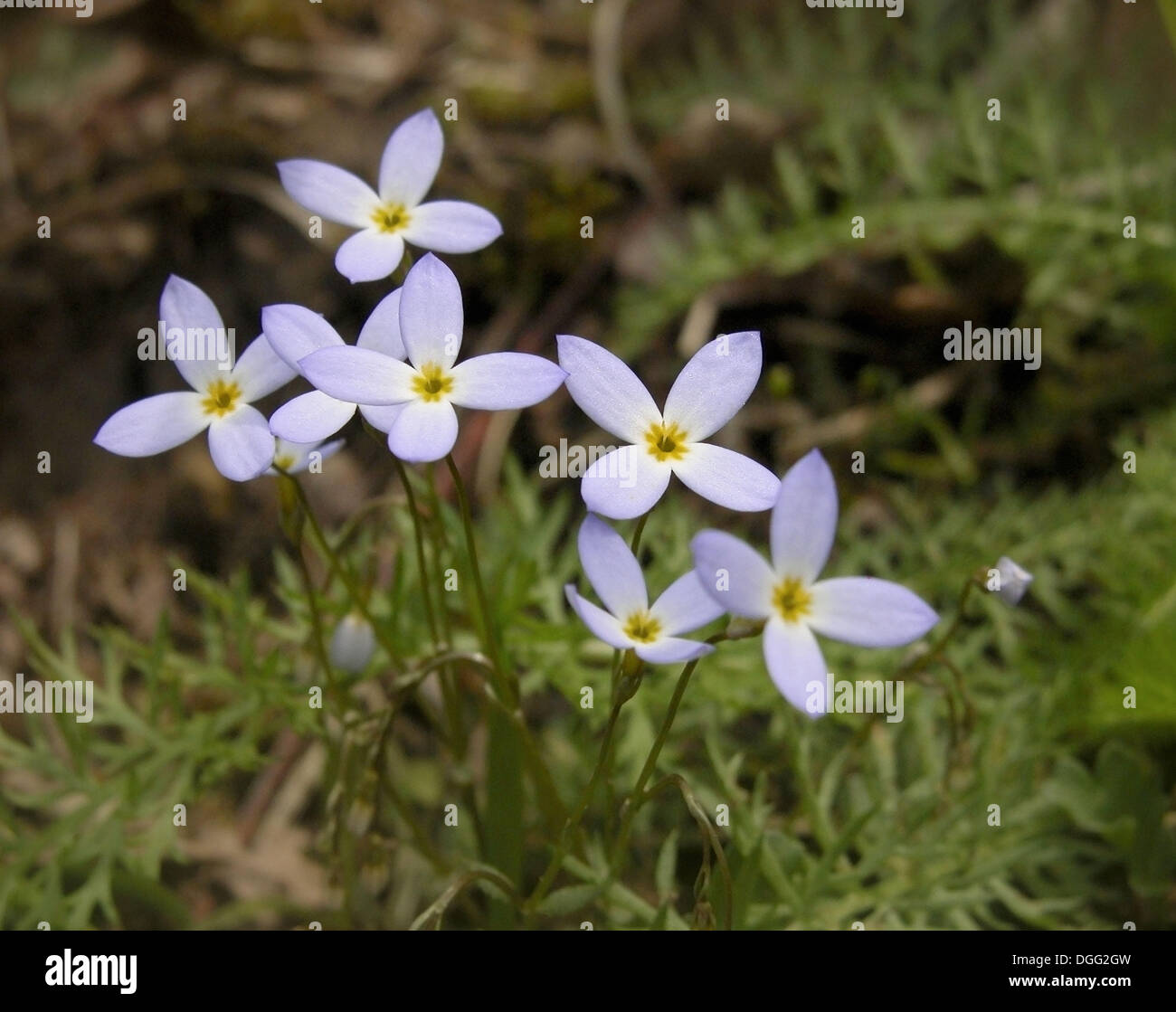 Houstonia Caerulea High Resolution Stock Photography and Images - Alamy
