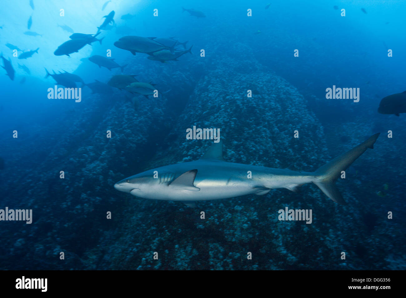 Benthic fish hi-res stock photography and images - Alamy