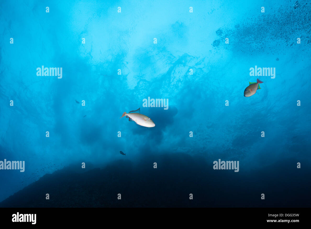 Redtail Triggerfish, Xanthichthys mento, Roca Partida, Revillagigedo ...