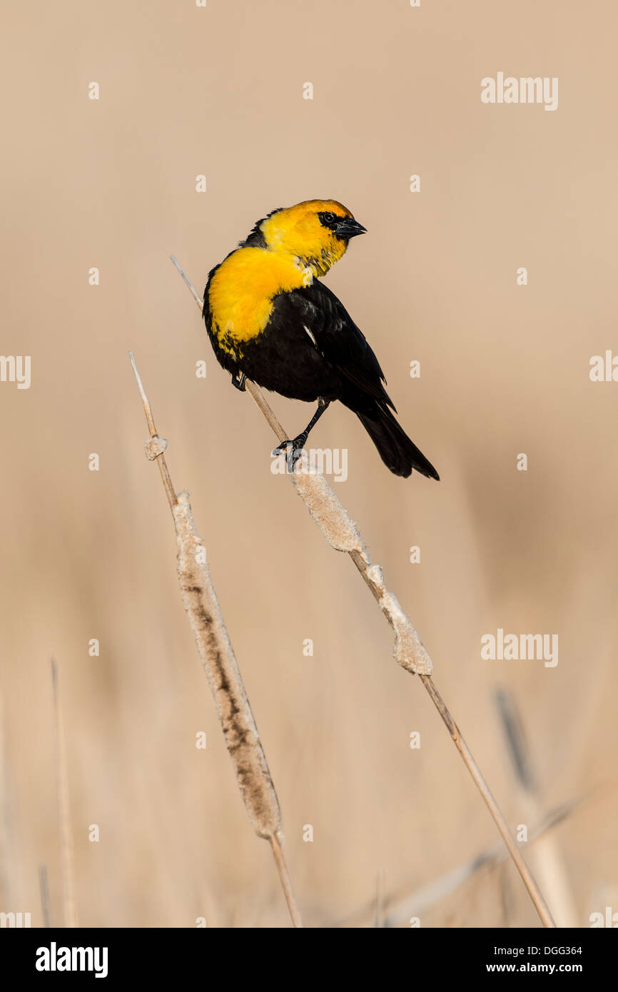 Yellow-headed Blackbird (Xanthocephalus xanthocephalus) courtship ...