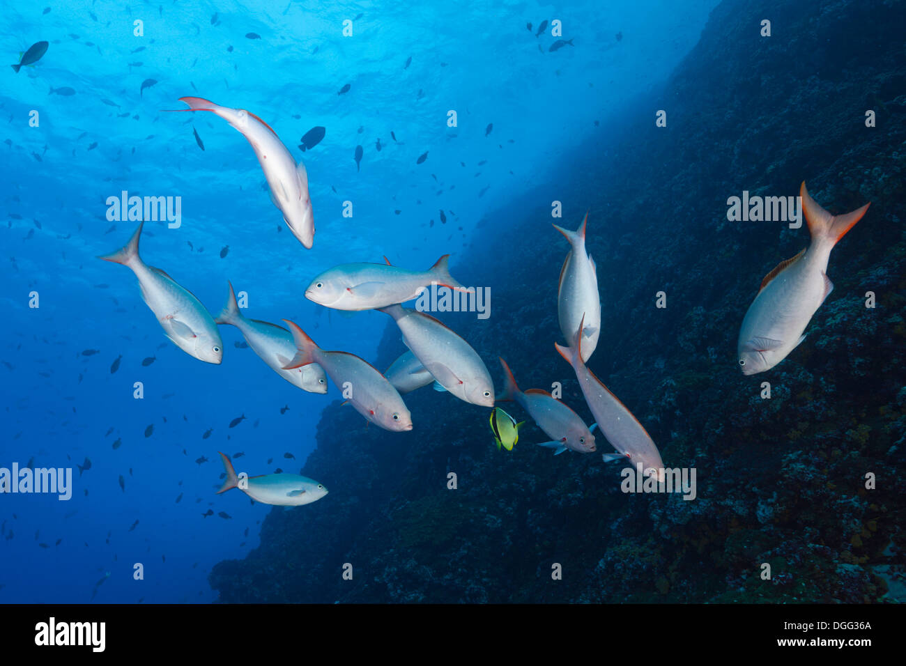 Pacific Creolefish, Paranthias colonus, Socorro, Revillagigedo Islands ...