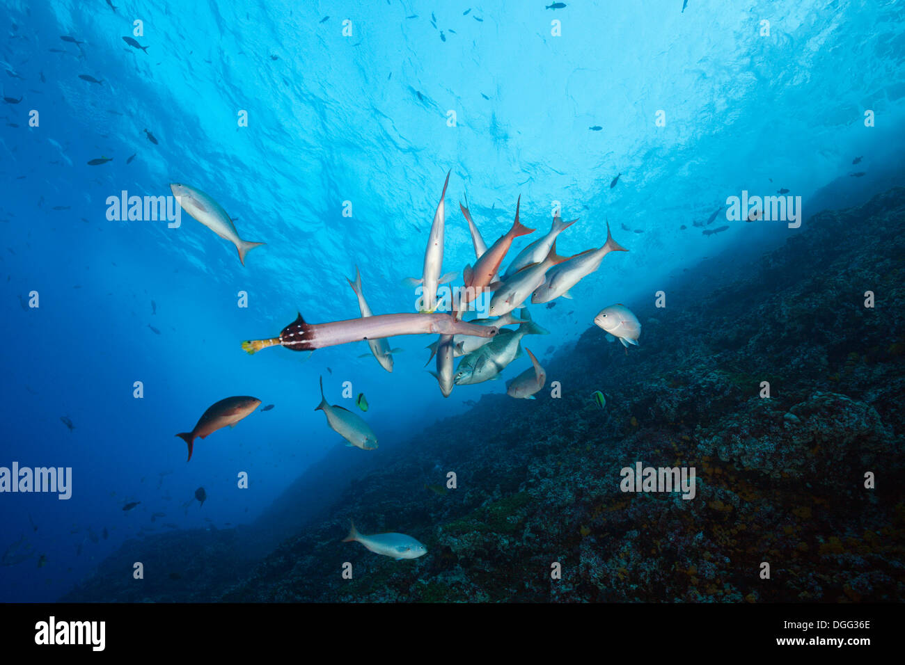 Trumpetfish and Pacific Creolefish, Aulostomus chinensis, Paranthias ...