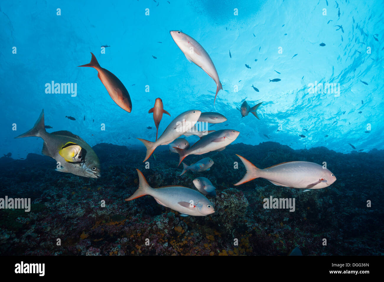 Pacific Creolefish, Paranthias colonus, Socorro, Revillagigedo Islands ...
