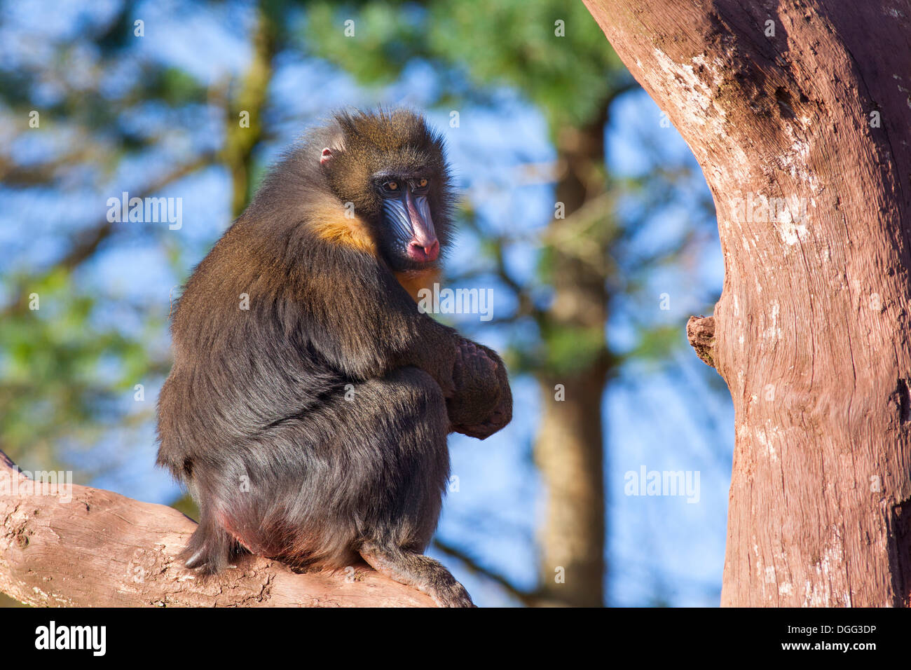 Male Mandrill Monkey sat in tree Stock Photo - Alamy