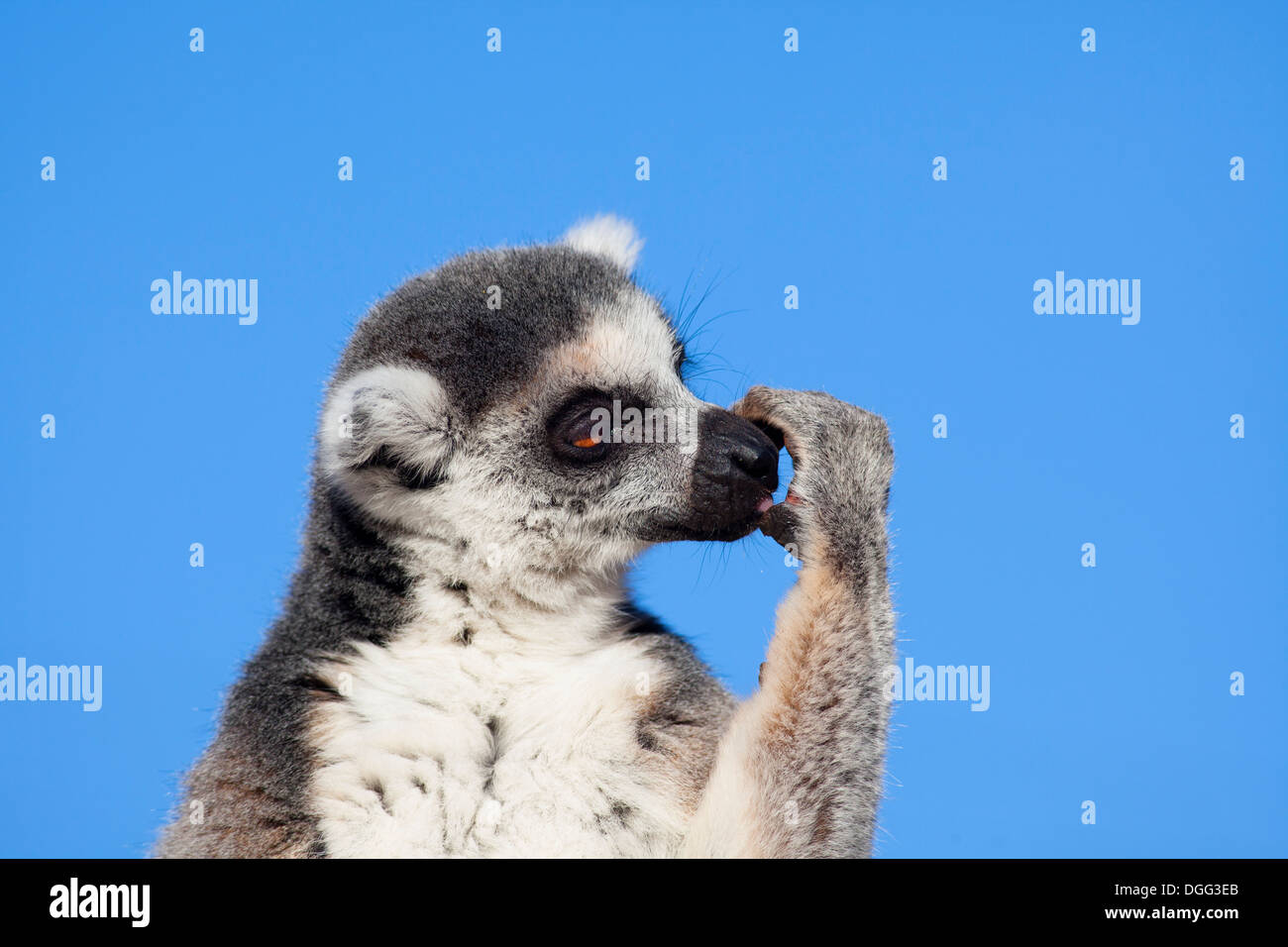 Close up Ring-tailed lemur licking front paw with it's tongue isolated ...
