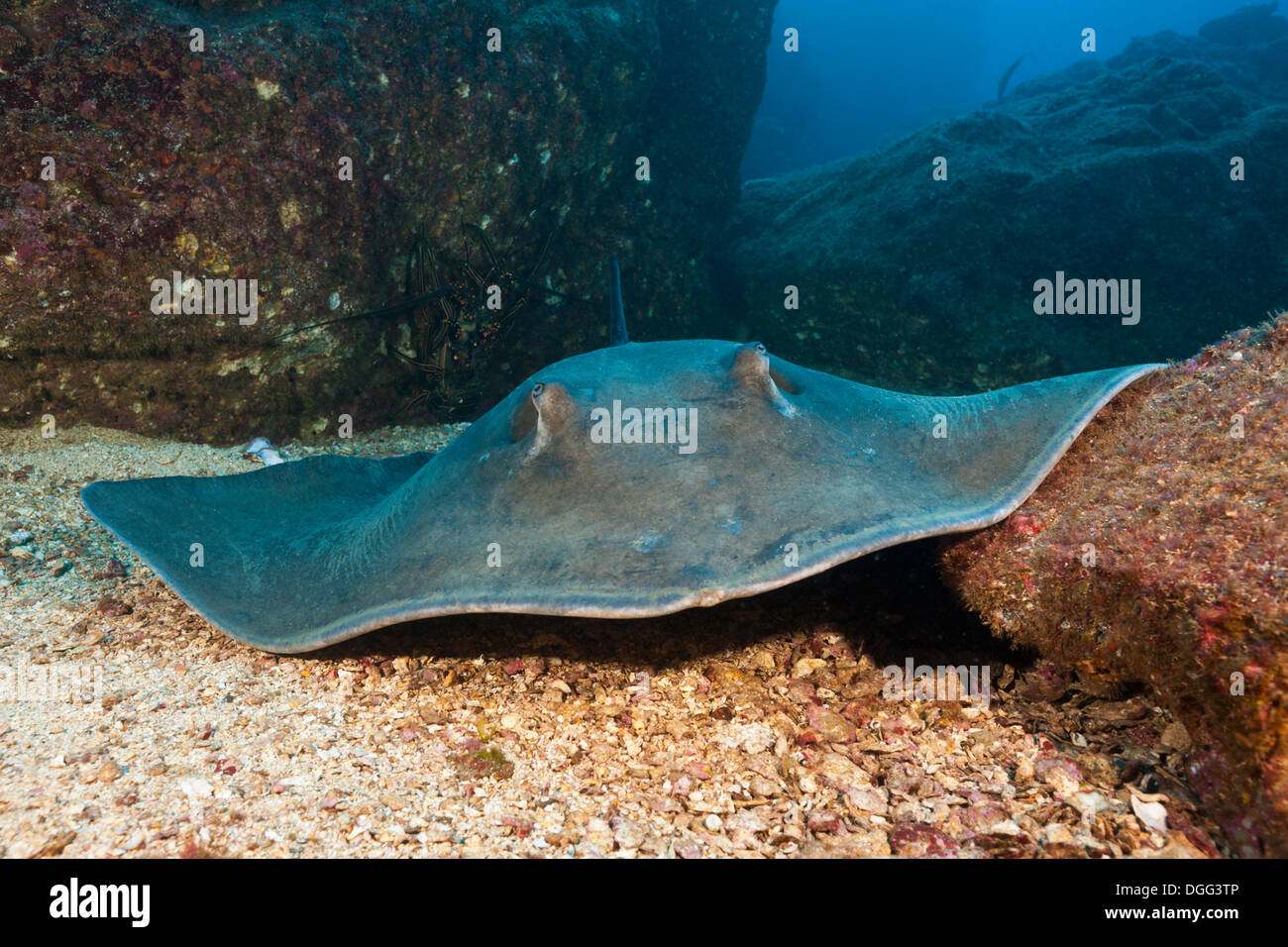 Diamond Stingray, Dasyatis brevis, San Benedicto, Revillagigedo Islands ...