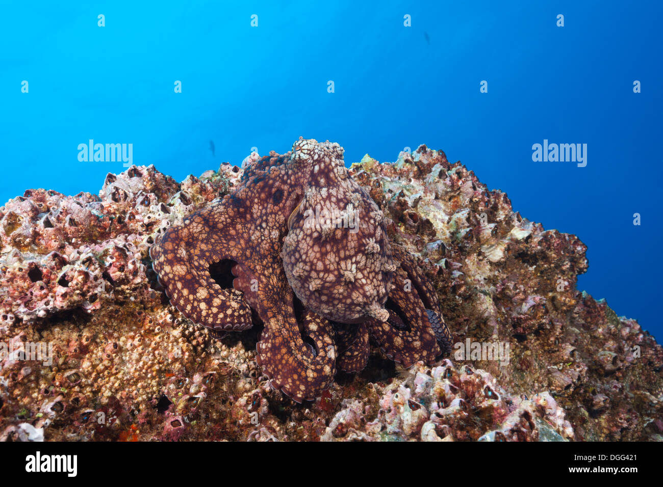 Common Octopus Camouflage