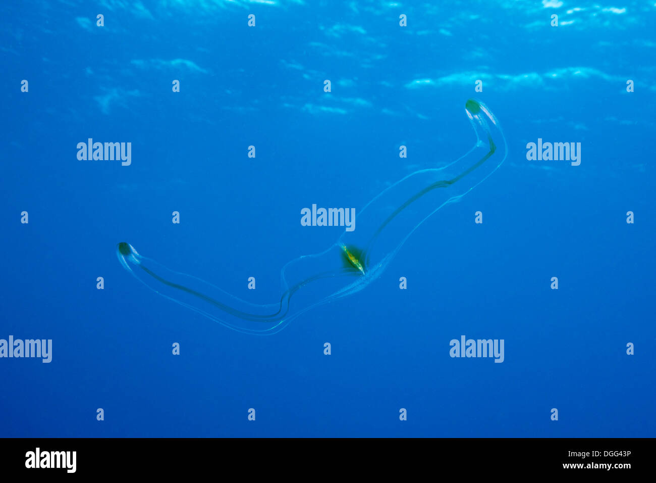 Belt of venus cestum veneris hi-res stock photography and images - Alamy