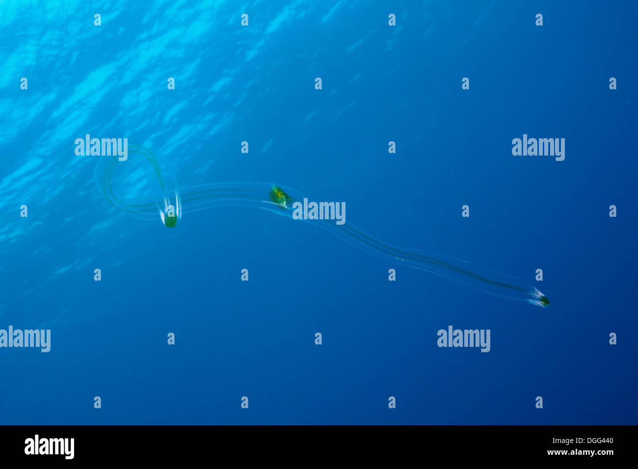 Belt of venus cestum veneris hi-res stock photography and images - Alamy