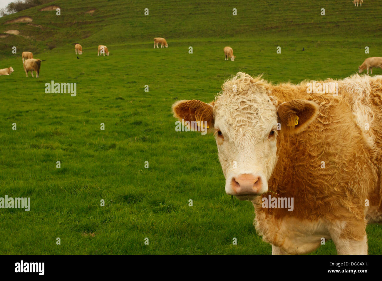 cow in a field Stock Photo - Alamy