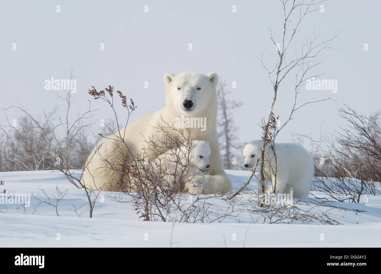 Mother Polar Bear (ursus maritimus) with cubs COY near snow den at ...