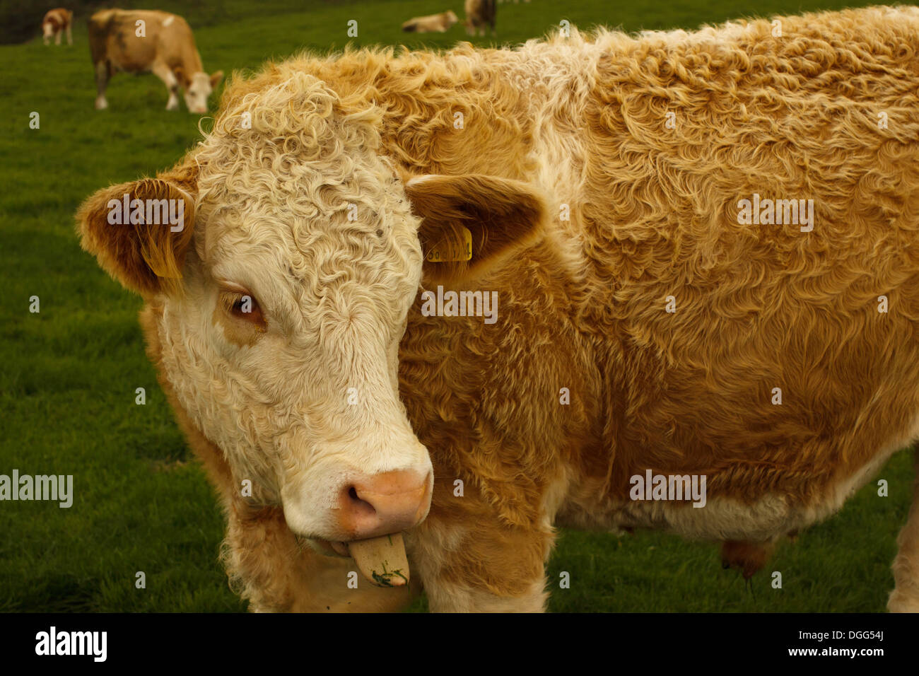 cow in a field Stock Photo - Alamy
