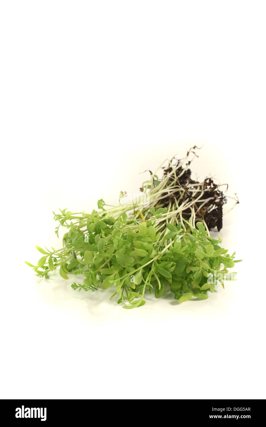 fresh garden cress on a light background Stock Photo - Alamy