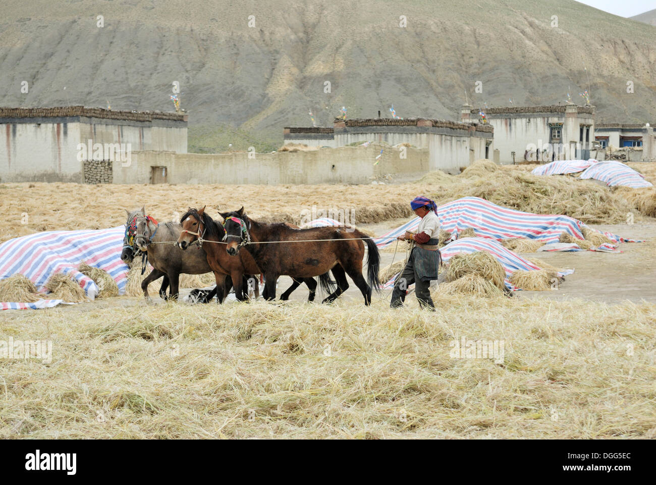 Tibetan farmer working the fields with horses near Tingri, Himalayan ...