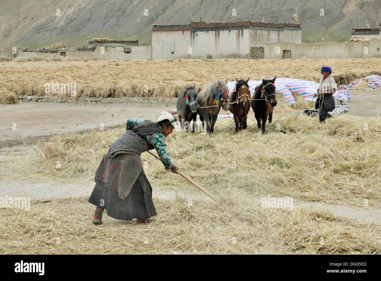 Farmers wife labour hi-res stock photography and images - Alamy