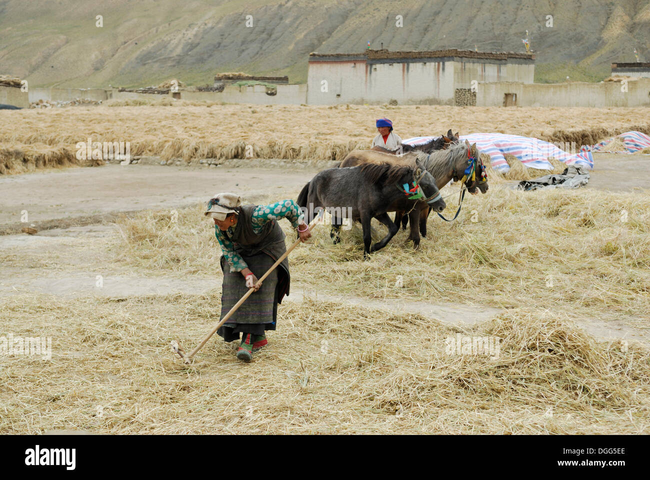 Tibetan farmers working the fields with horses near Tingri, Himalayan ...