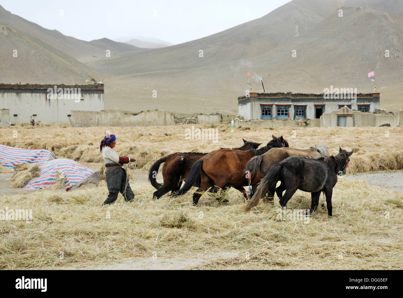 Tibetan farmer working the fields with horses near Tingri, Himalayan ...