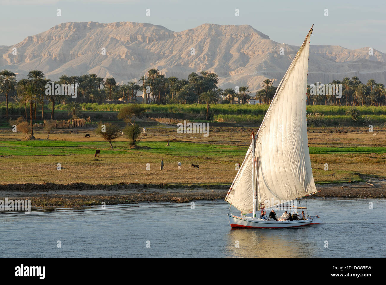 Felucca is a traditional wooden sailing boat hi-res stock photography ...