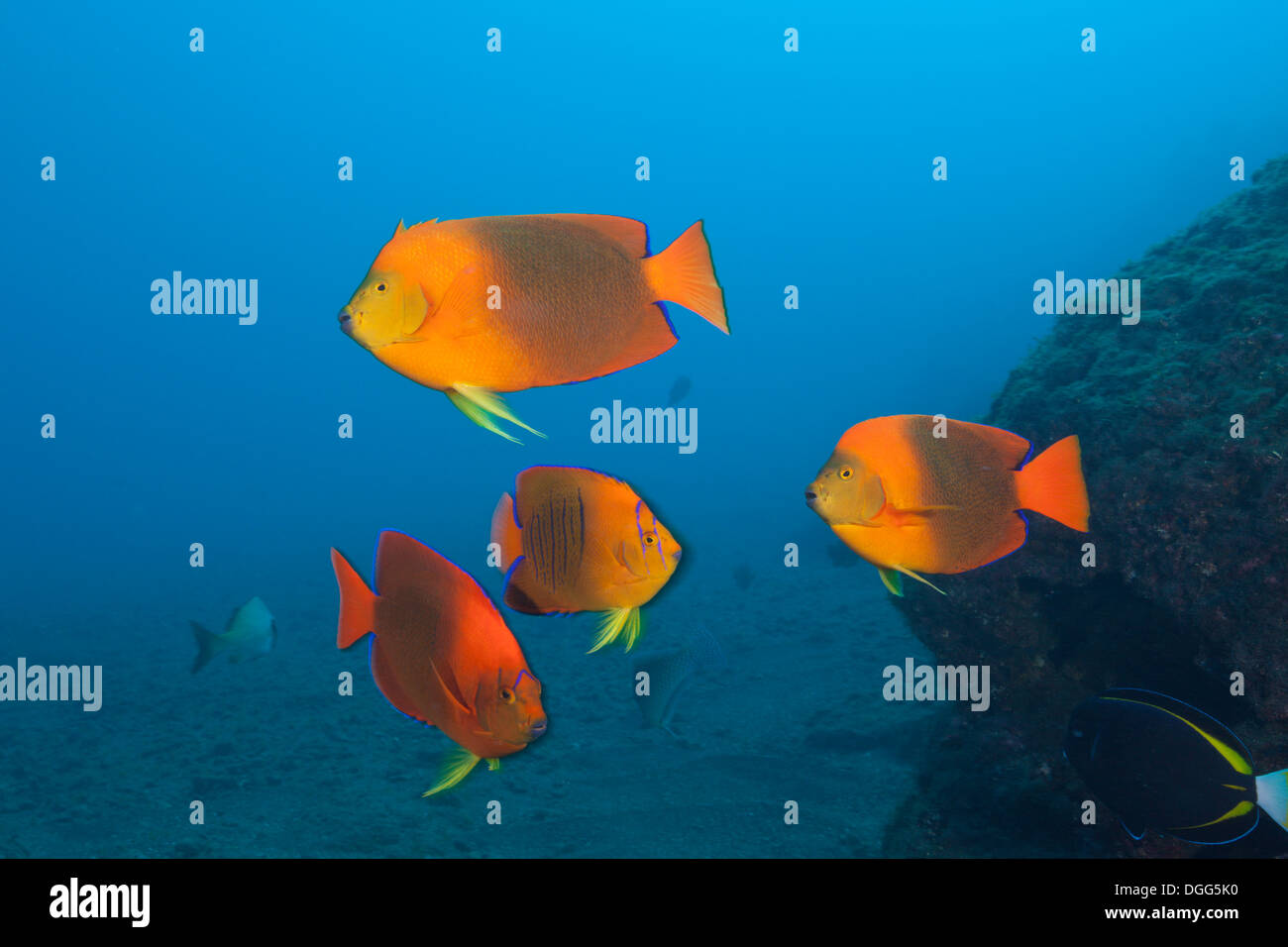 Clarion Angelfish, Holacanthus clarionensis, San Benedicto ...