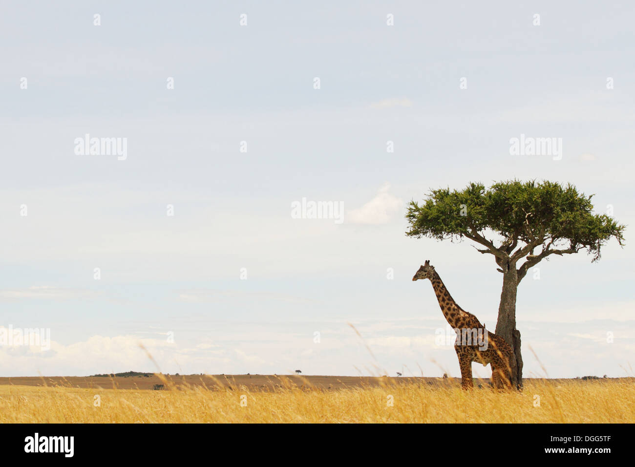 Giraffe under tree hi-res stock photography and images - Alamy