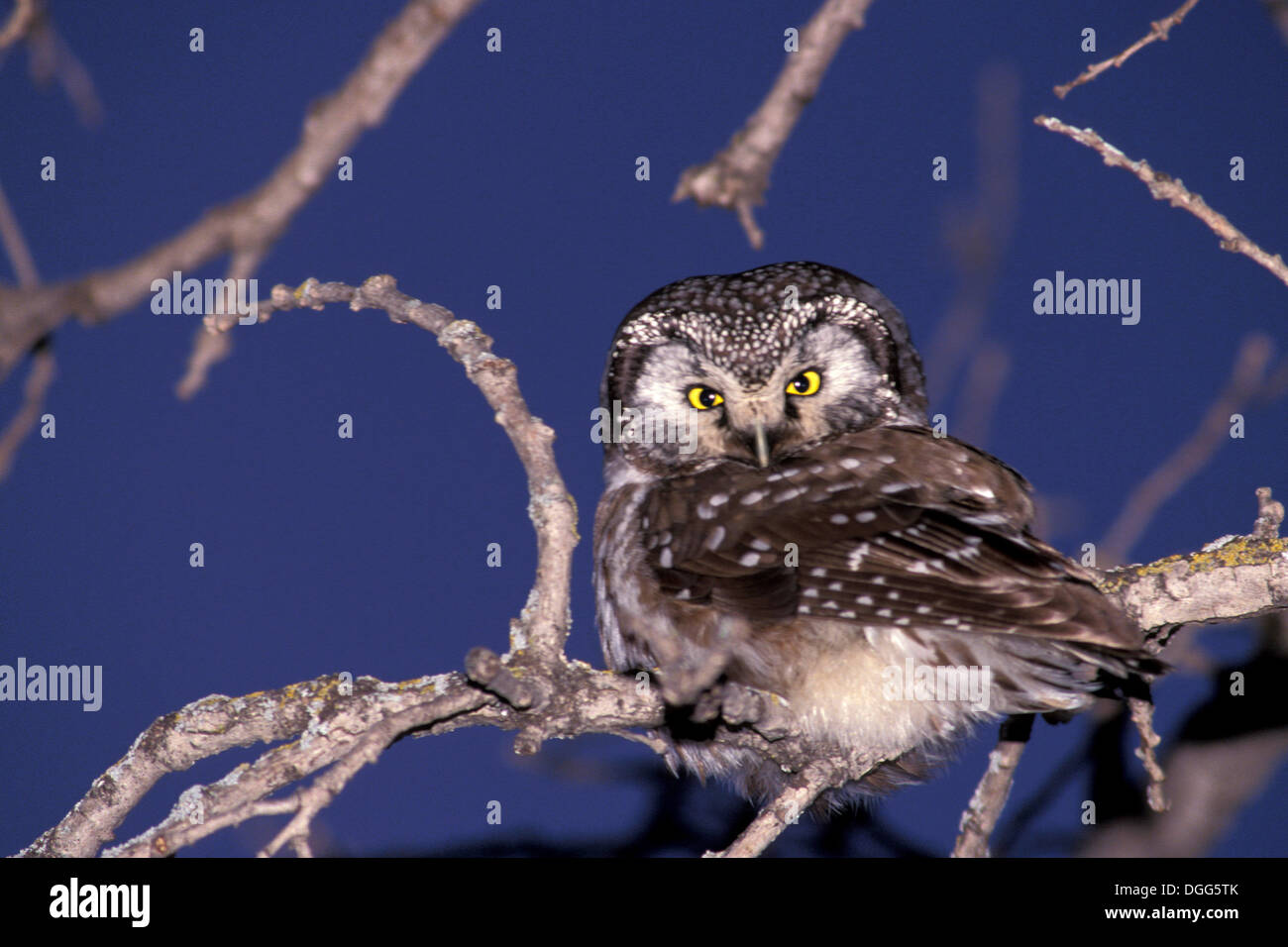 Boreal owl species hi-res stock photography and images - Alamy
