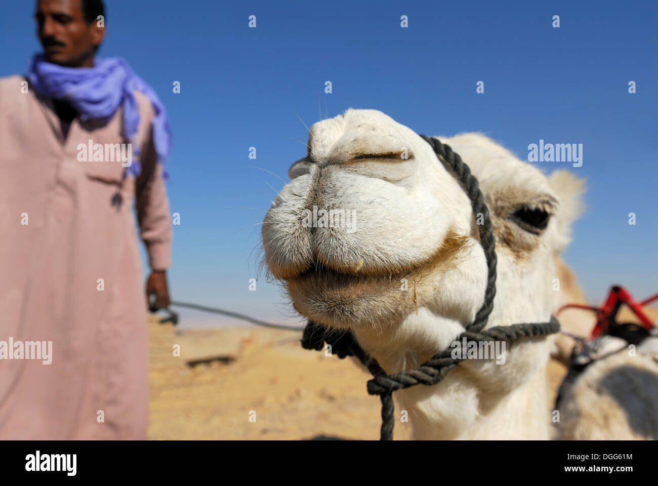 White Arabian camel, dromedary (Camelus dromedarius) and a camel guide ...