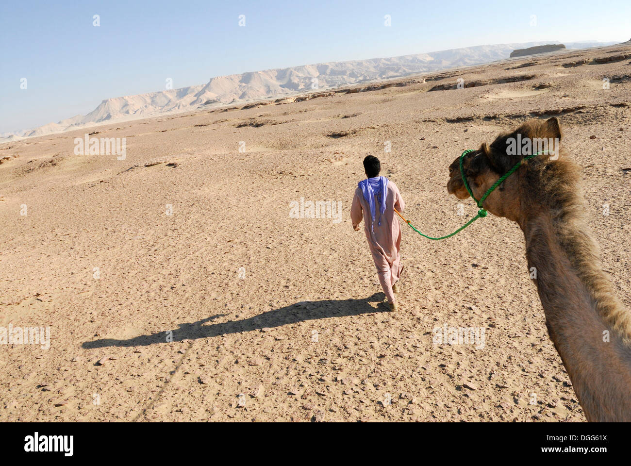 Camel guide, Arabian camel, dromedary (Camelus dromedarius), desert ...