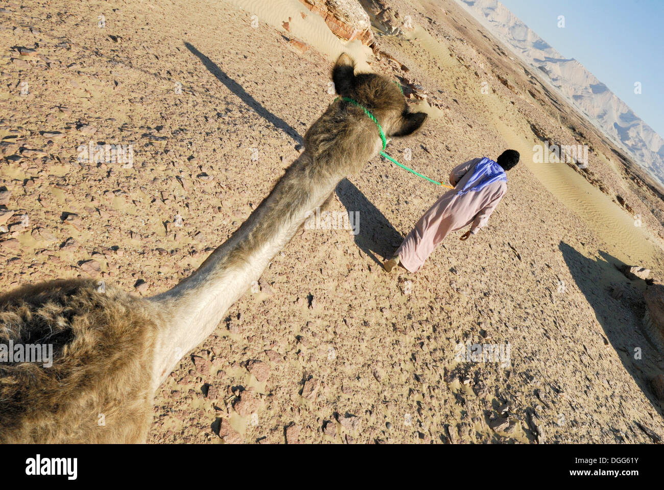 Camel guide, Arabian camel, dromedary (Camelus dromedarius), desert ...