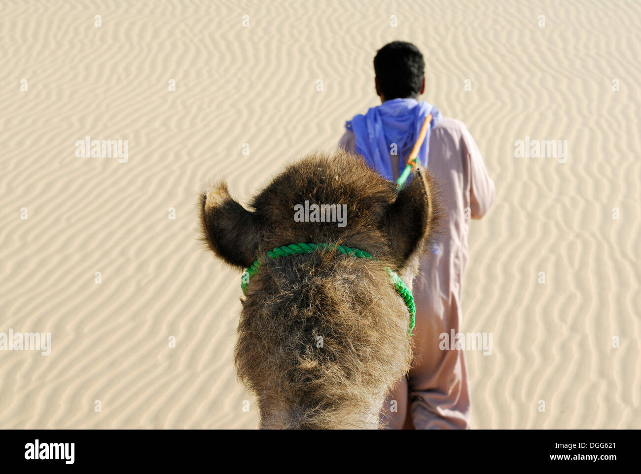 Camel guide, Arabian camel, dromedary (Camelus dromedarius), desert ...