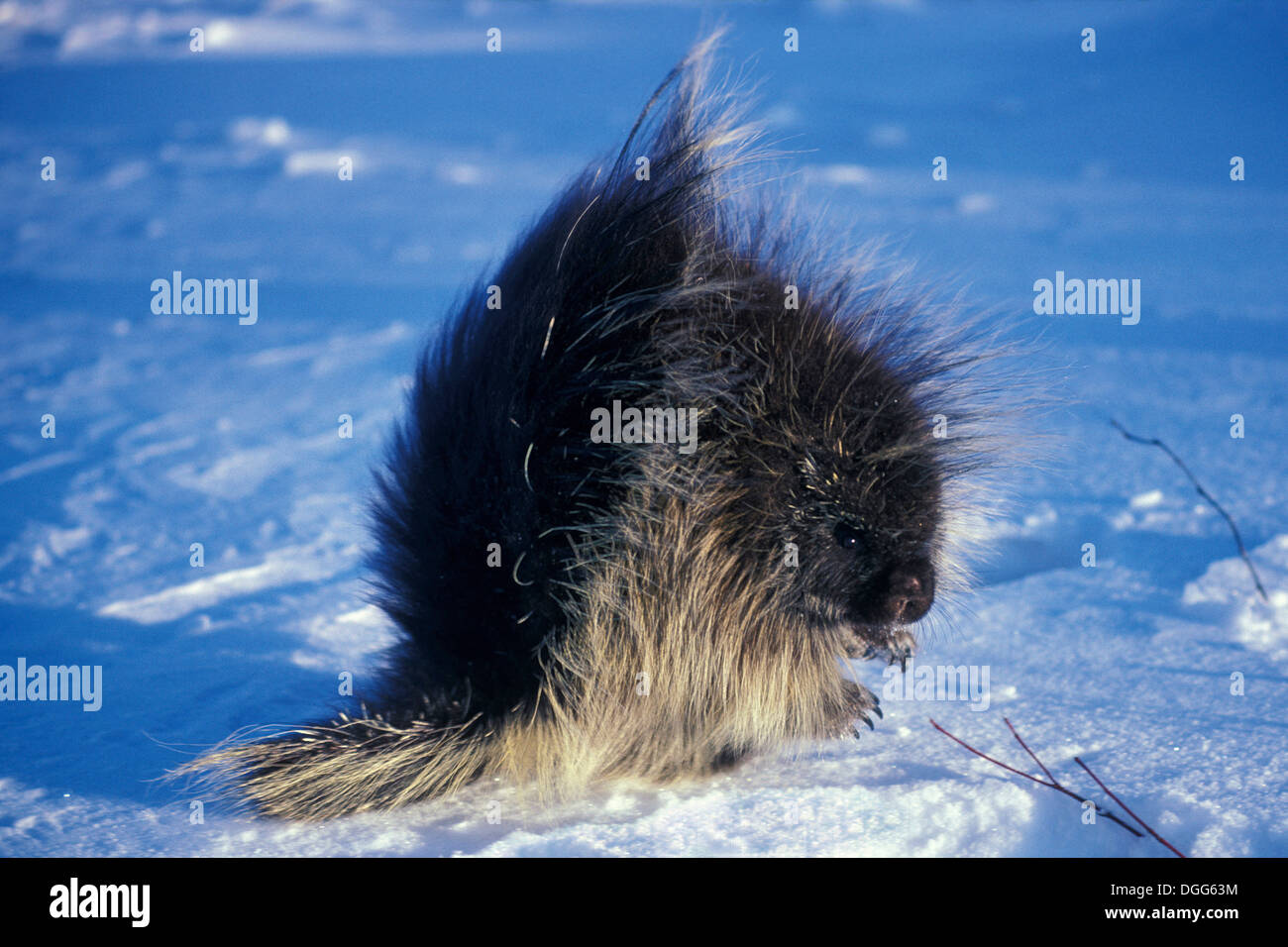 Common Porcupine ( Erethizon dorsatum ) on winter snow in Riding ...